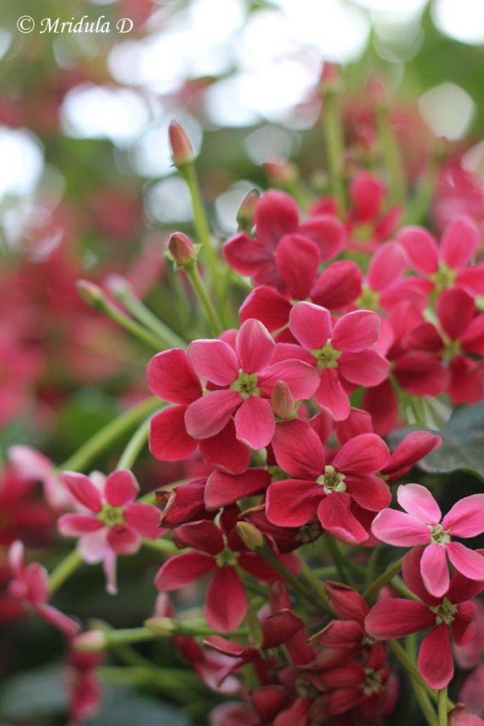 Chinese Honeysuckle or Malti Flowers - Travel Tales from India and ...
